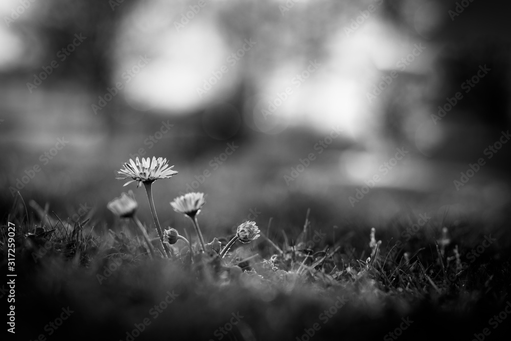 Dramatic flowers, process in black and white. Black and white photo ...