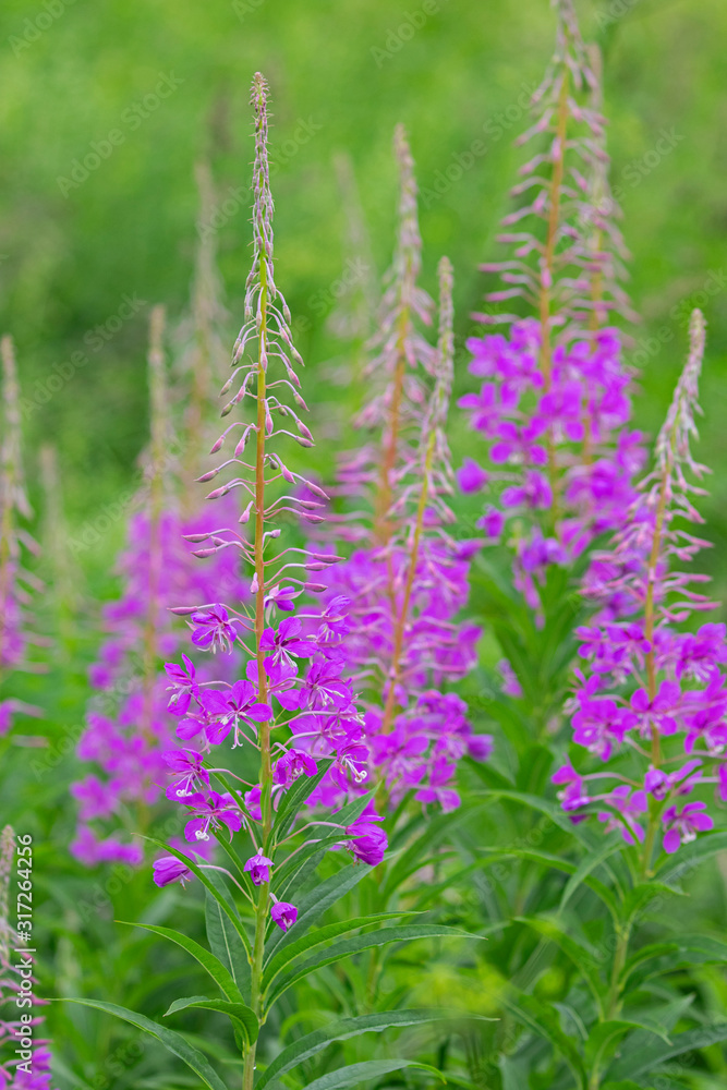 Chamaenerion angustifolium, fireweed, great willowherb, rosebay willowherb is a perennial ...