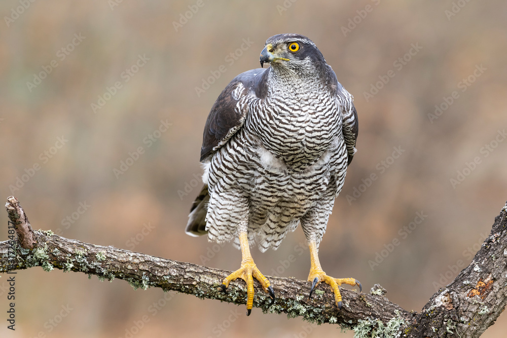 Stockfoto Northern Azor, Accipiter gentilis, adult male | Adobe Stock