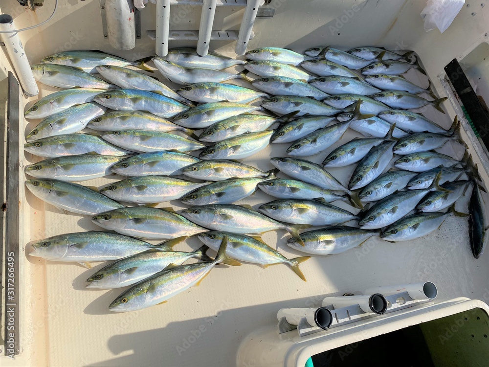 Catch of a big catch of yellow tail by boat fishing. Stock Photo ...