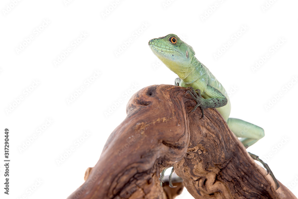 reptile Stock Photo | Adobe Stock