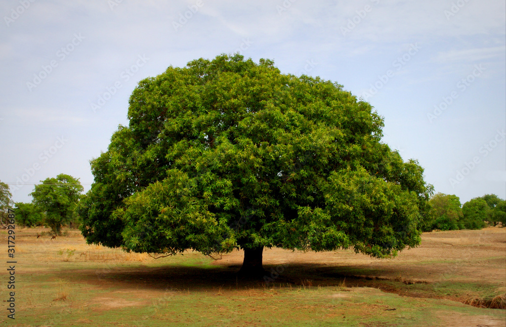 beautiful mango tree in dry northern Ghana Stock Photo | Adobe Stock