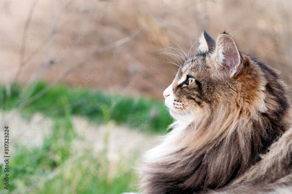 Cat Looking Up Profile