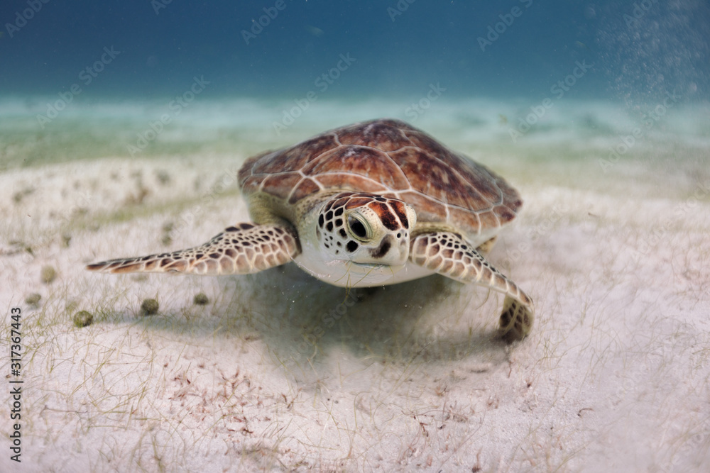 Turtle swimming in sea Stock Photo | Adobe Stock