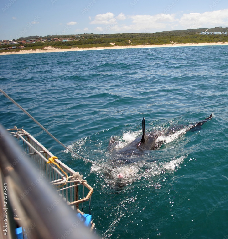 Great white shark in Mosselbaai (Mossel Bay) South Africa, February ...