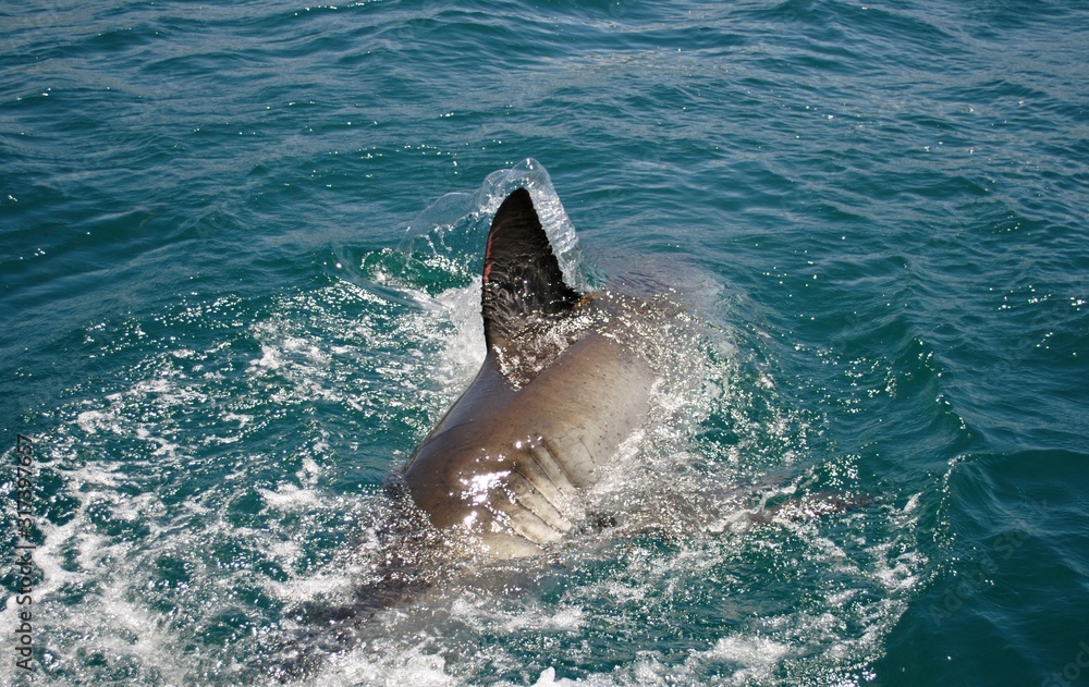 Great white shark in Mosselbaai (Mossel Bay) South Africa, February ...