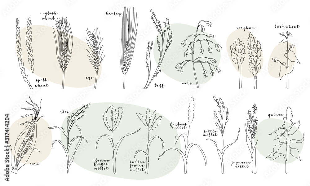 Barley Grain Drawing