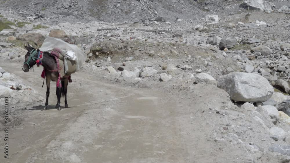 Mule carrying luggage at high altitude Kedarnath Temple, Garhwal ...