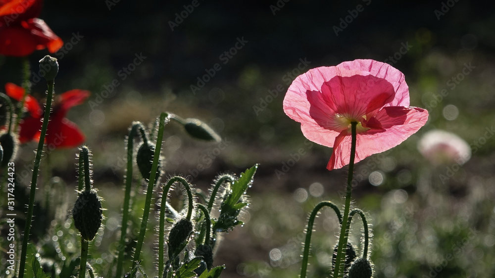 Pink poppy on a wonderful background.Single pink. Pink, tender, air ...