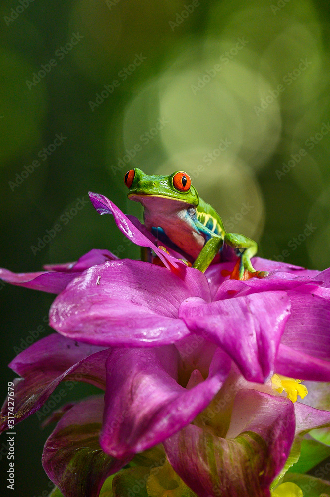 Purple Red Eyed Tree Frog