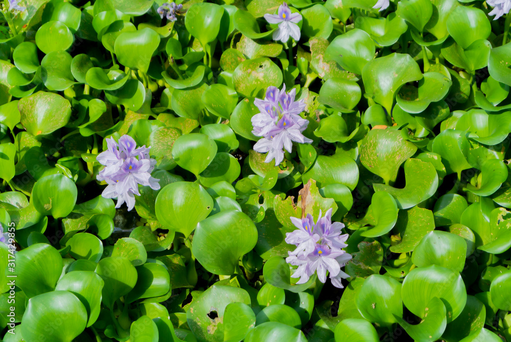 Water Hyacinth Invasive