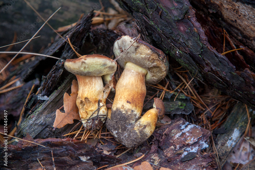 Group of wild edible bay bolete known as imleria badia or boletus ...