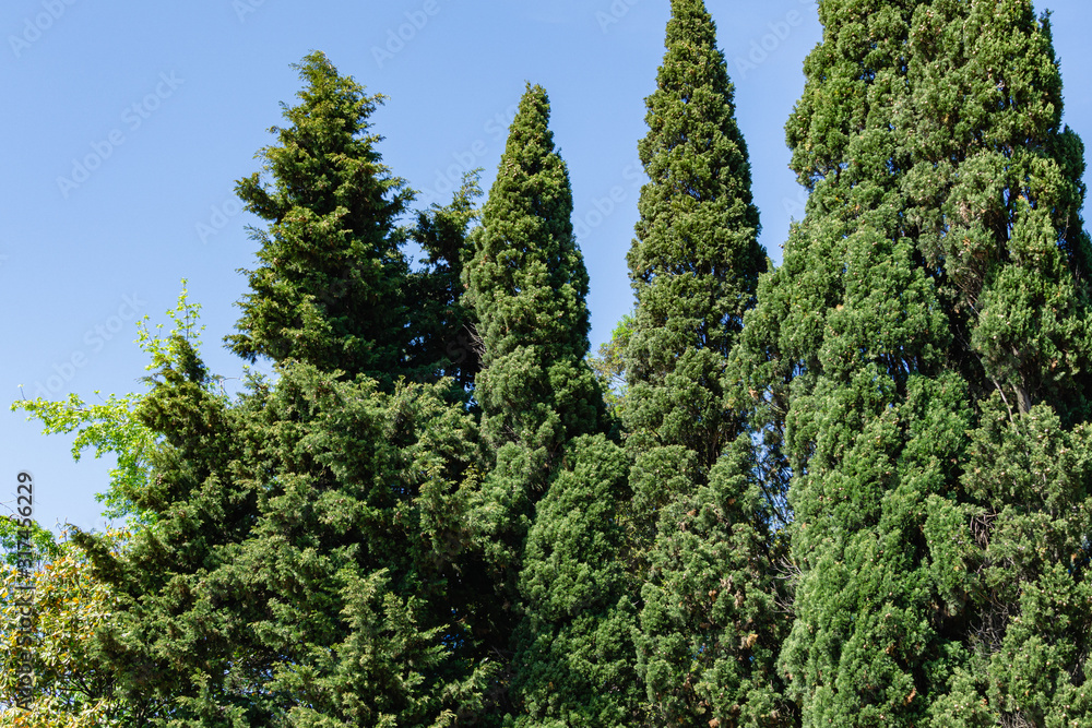 Rows of Mediterranean cypress (Cupressus sempervirens) or Italian ...