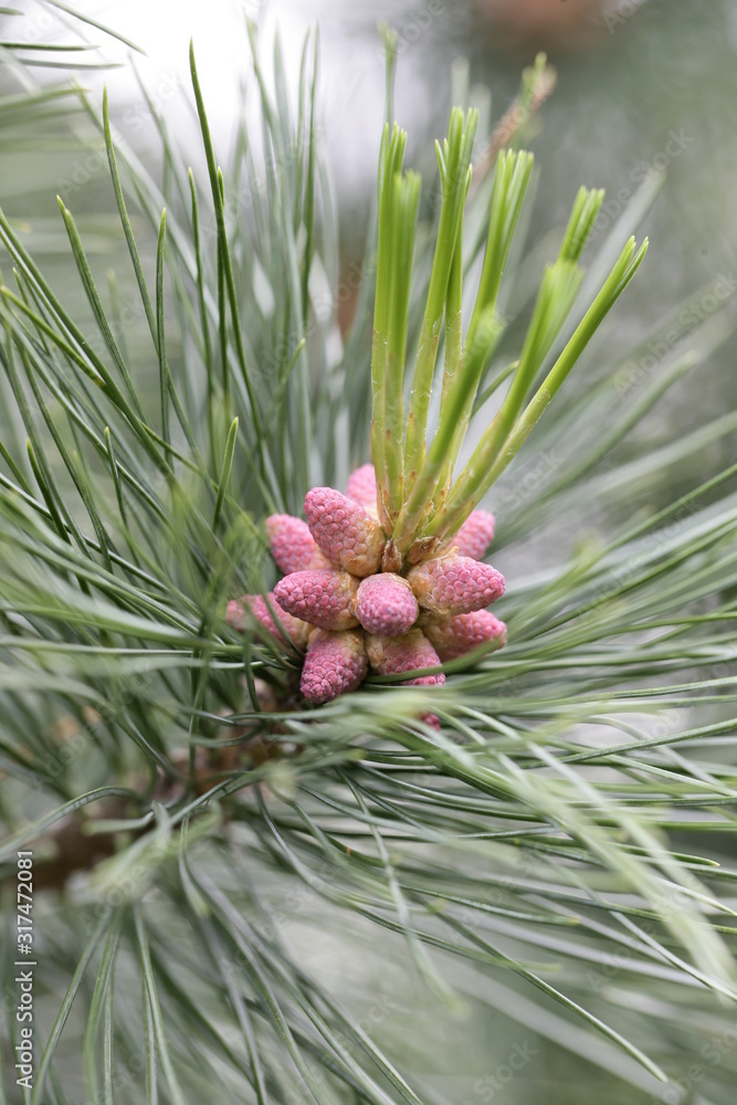 Pinus sibirica. Male cones microstrobili of close up. Stock Photo ...