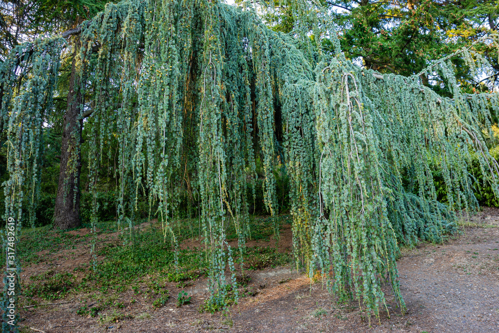 Majestic weeping blue atlas cedar (Cedrus atlantica Glauca Pendula in ...