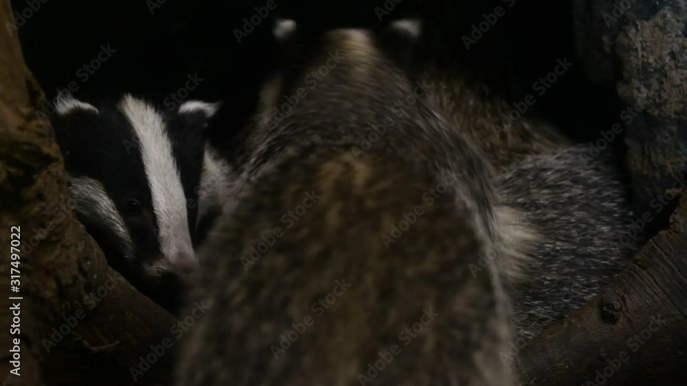 Two European badgers (Meles meles) entering den / sett / burrow with ...