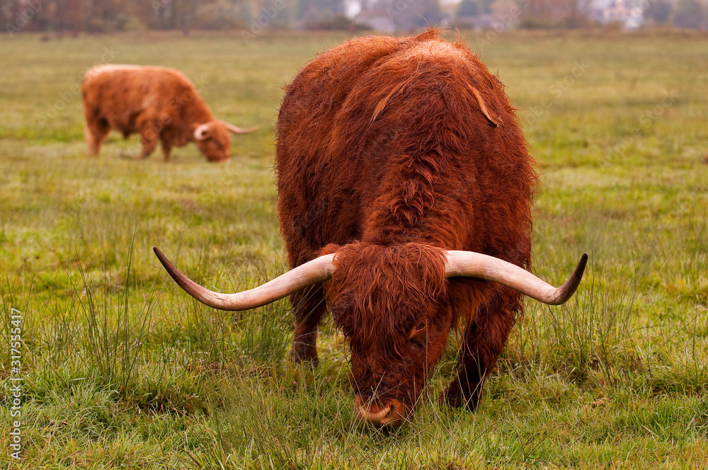 Vache écossaise de race Highland Cattle en baie de Somme Stock Photo ...