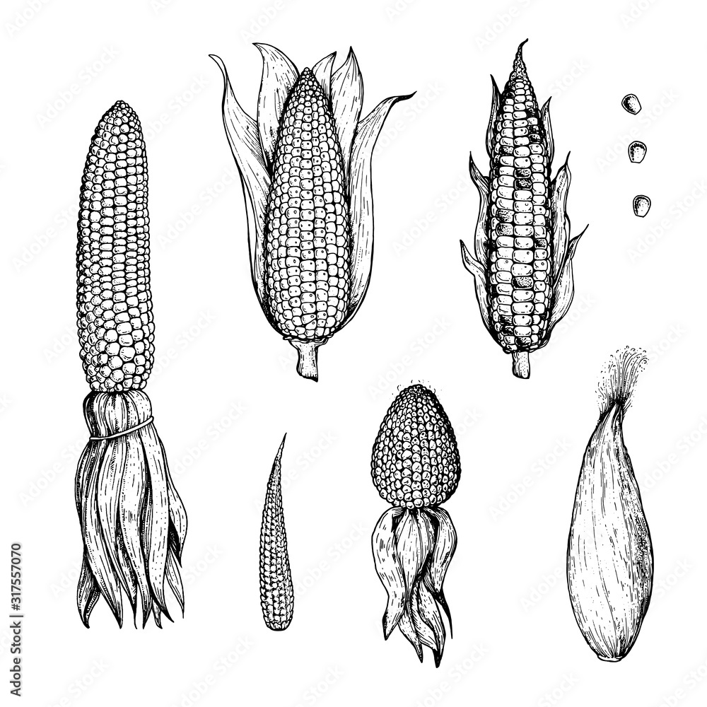 Corn on the cob hand drawn vector illustration. Corn sketch ...