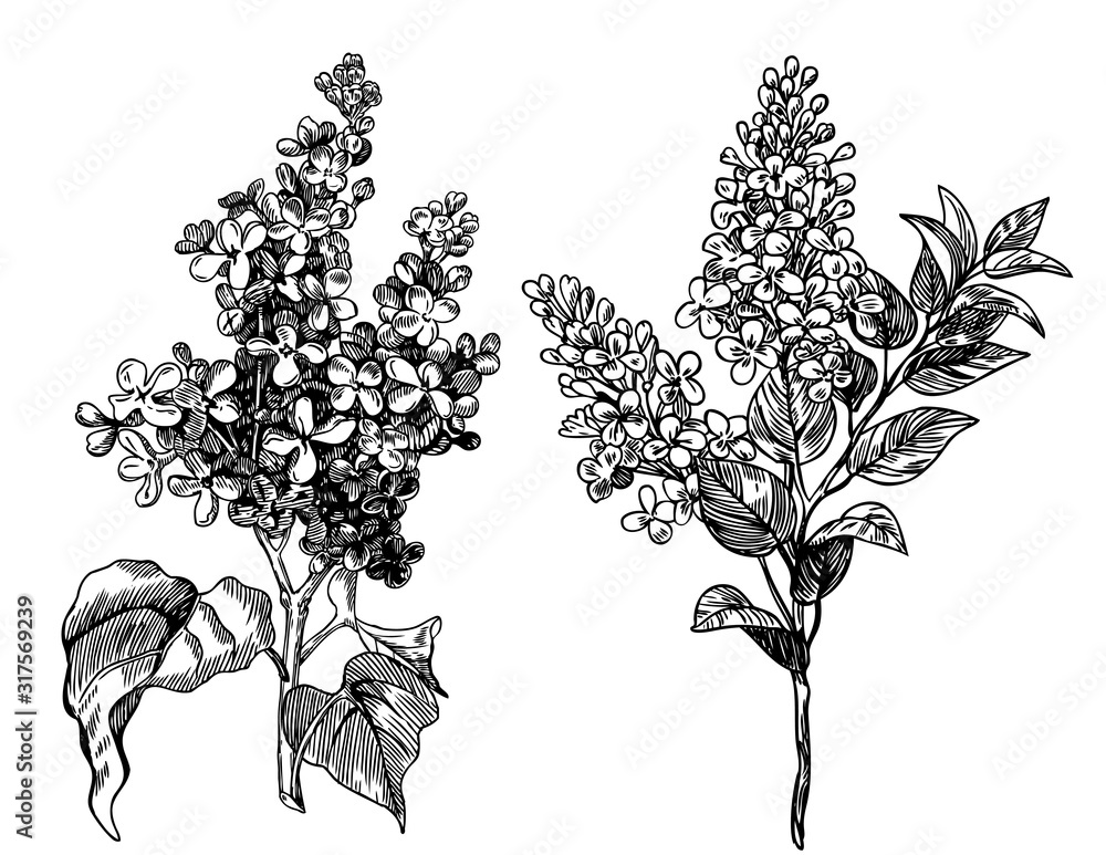 lilac flowers - hand drawn pen and ink illustration, vintage engraving ...
