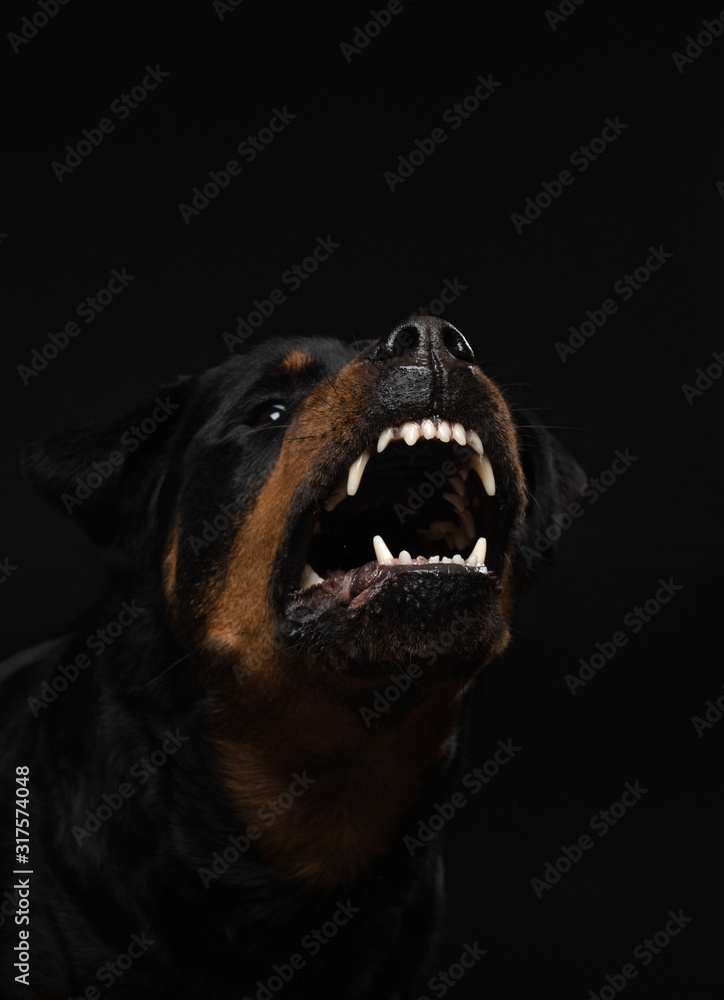 Angry dog with open mouth. Pet catches food. Rottweiler snarls Stock ...