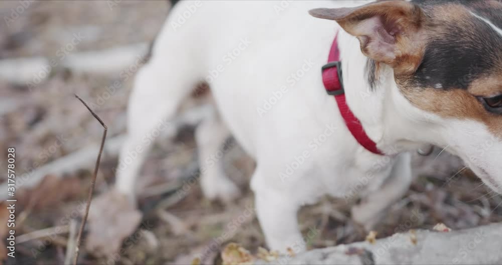 Jack Russell violently bites the branches of a fallen tree Stock Video ...