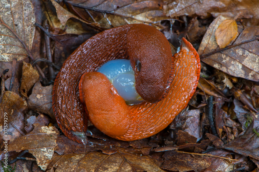 Foto de Accouplement de limaces rouges (Arion rufus) do Stock | Adobe Stock