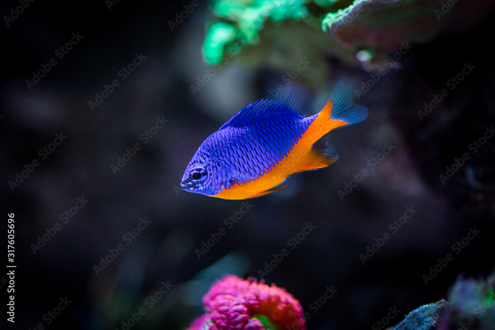 Azure Damselfish (Chrysiptera hemicyanea) on a reef tank Stock Photo ...