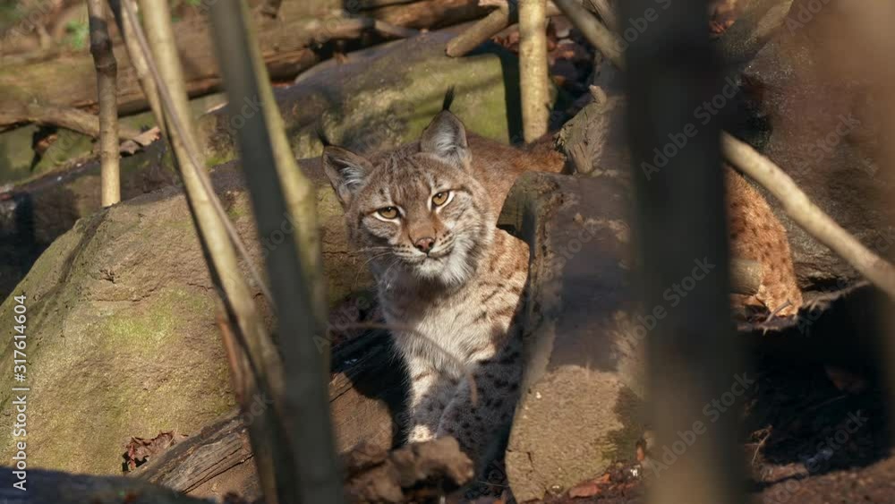 Eurasian lynx (Lynx lynx) preparing for attack Stock ビデオ | Adobe Stock