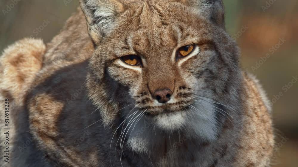 Angry Eurasian lynx (Lynx lynx) threatening and growling vídeo do Stock ...