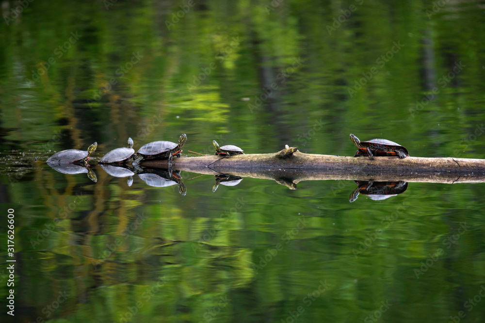 Foto de Turtles in Steigerwald Lake National Wildlife Refuge, Camas ...