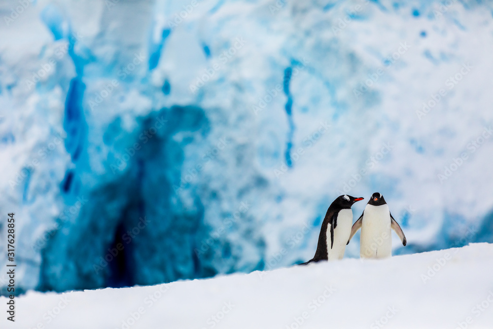 Gentoo penguin couple cuddling, courting, walking in wild nature, near ...