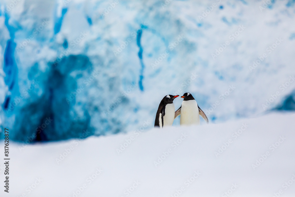 Gentoo penguin couple cuddling, courting, walking in wild nature, near ...