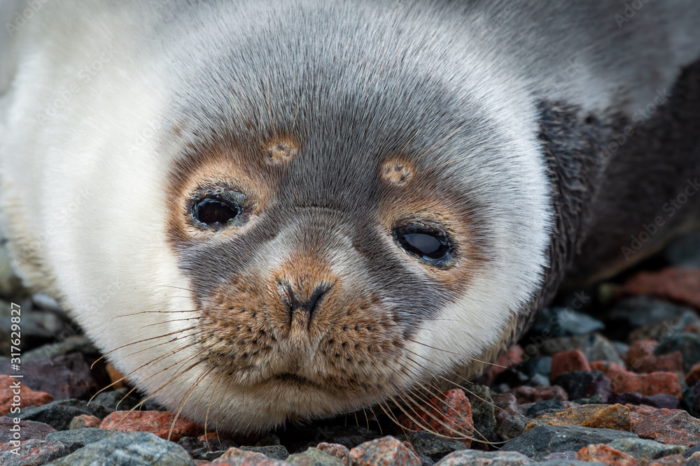 Sad Seal