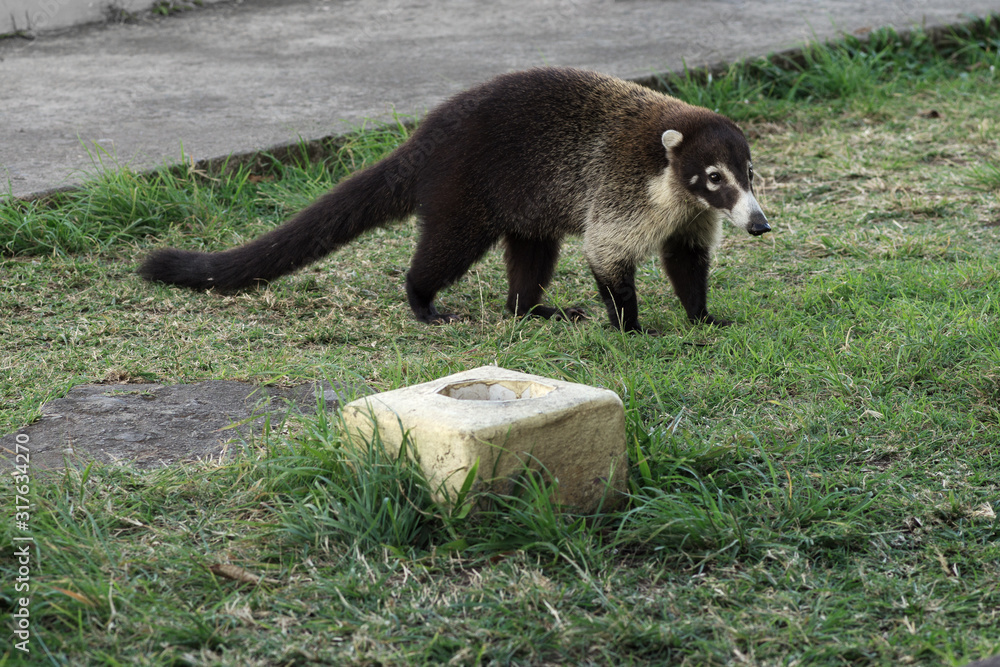 White-Nosed Coati (Nasua Narica) shown in Boquete, western Panama ...