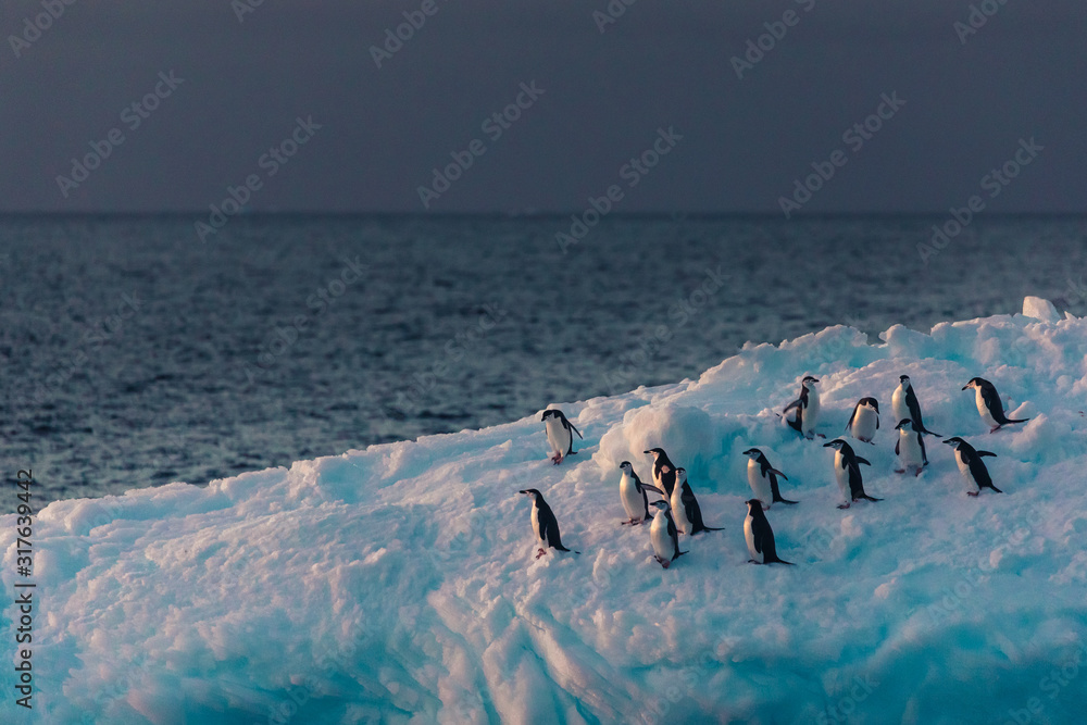 Group of Chinstrap penguins in Antarctica on top of a large blue ...