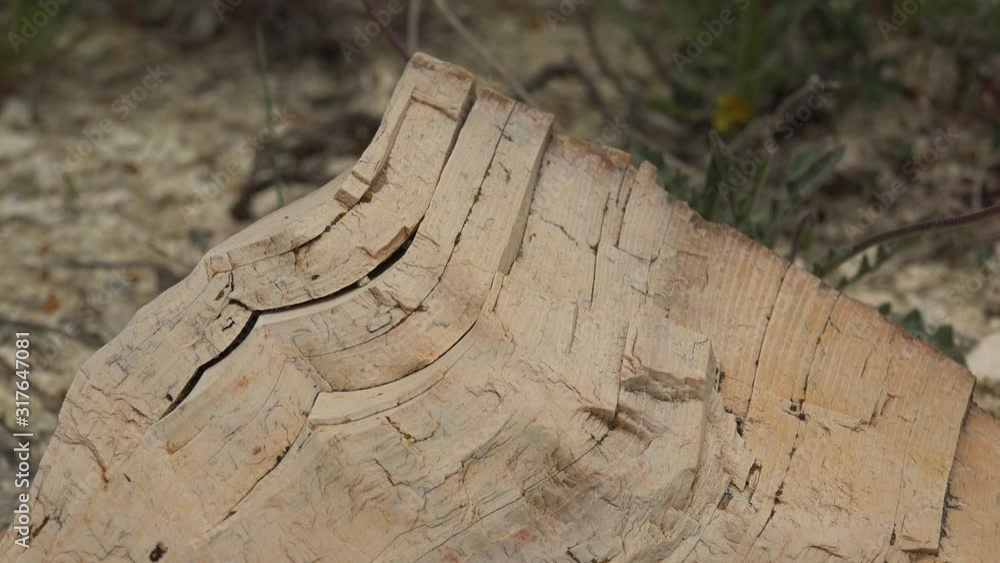 Petrified forest in which tree trunks have fossilized. Silicified trunk ...