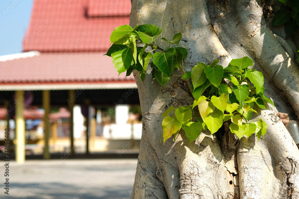 Green leaf Pho leaf, (bo leaf, bothi leaf) with sunlight in nature. Bo ...