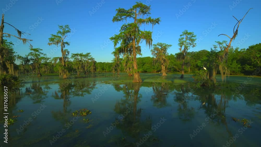 Video tour of Lake Martin Cajun Swamp in spring near Breaux Bridge ...