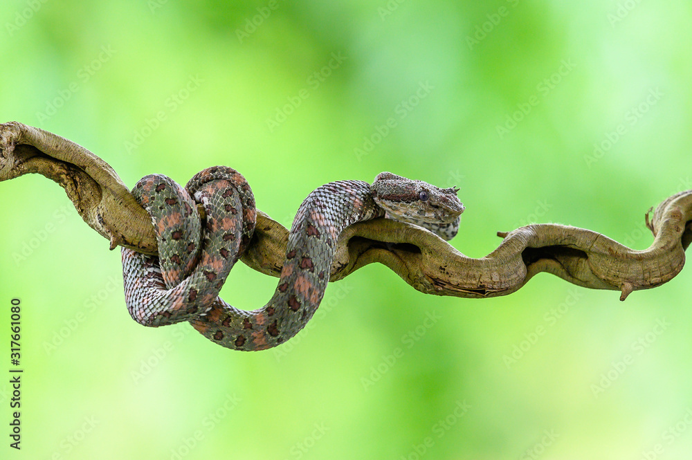 Bothriechis lateralis is a venomous pit viper species found in the ...