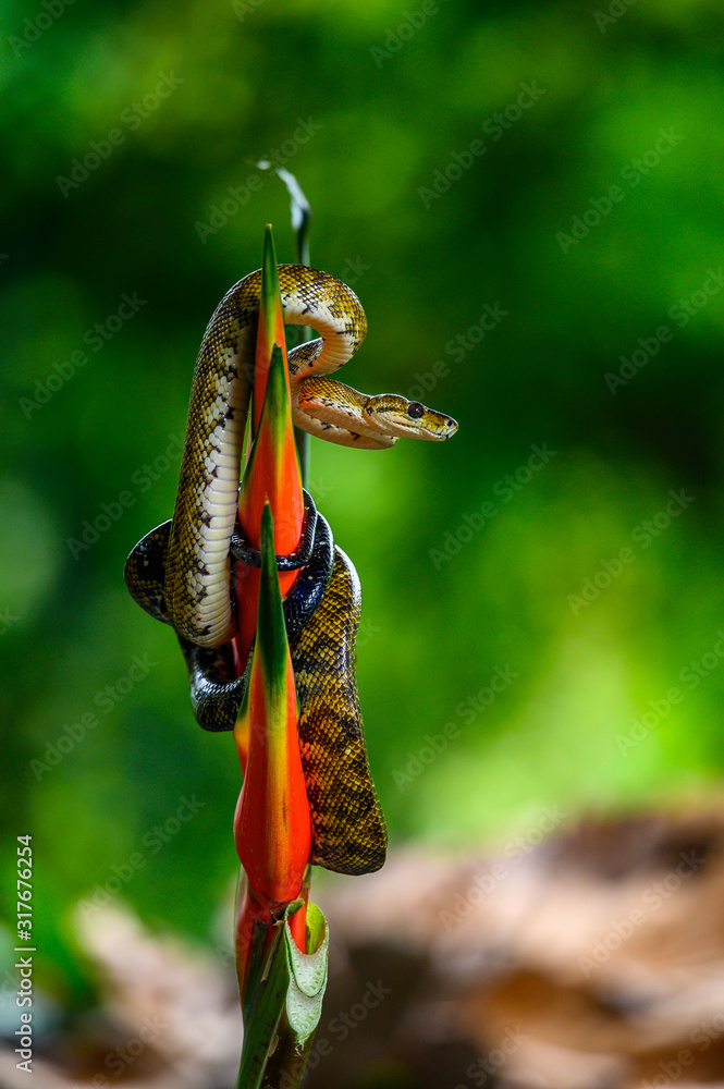Snake in a rainforest - Tree Boa Constrictor snake, Corallus hortulanus ...