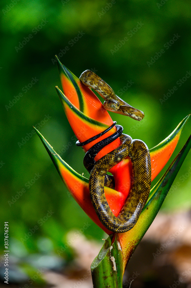 Snake in a rainforest - Tree Boa Constrictor snake, Corallus hortulanus ...