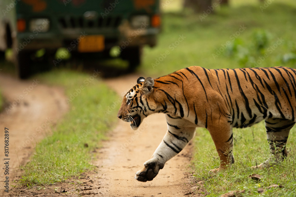 Closeup of a crossing the mud track in front of safari vehicle at ...