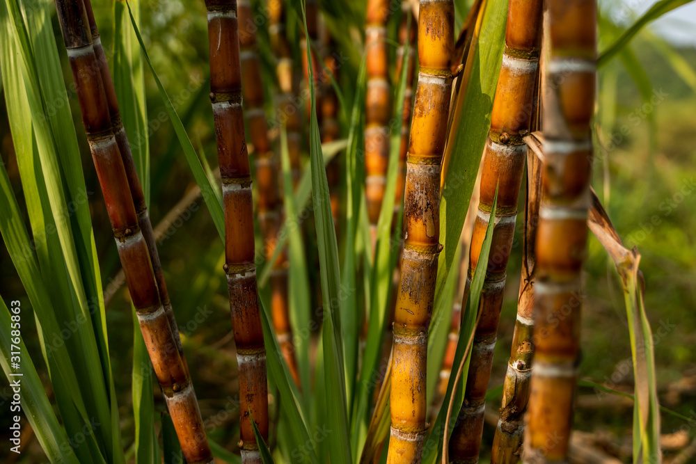 Sugarcane planted to produce sugar and food. Food industry. Sugar cane ...