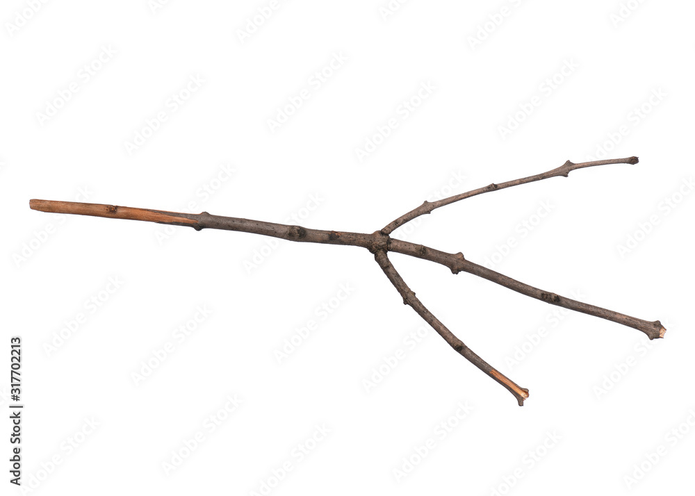 Single dry tree branch, isolated on white background. Stick tree branch ...