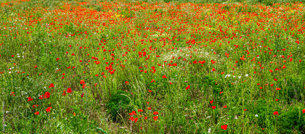 Rolling Poppy Fields in Flanders WW1 world war 1 battlefield ...