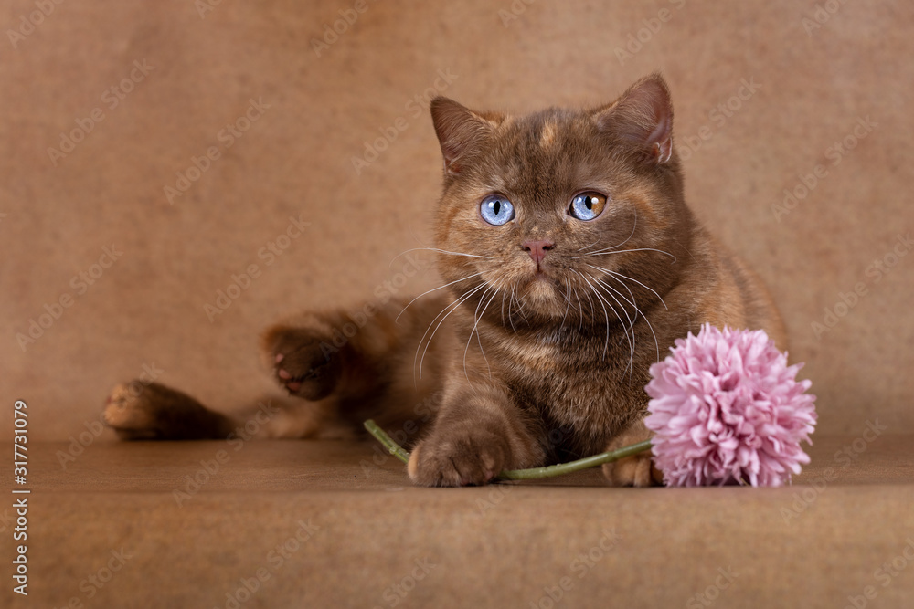 Britisch Kurzhaar Kitten Katze in cinnamon Tortie Split Odd eyed Stock ...