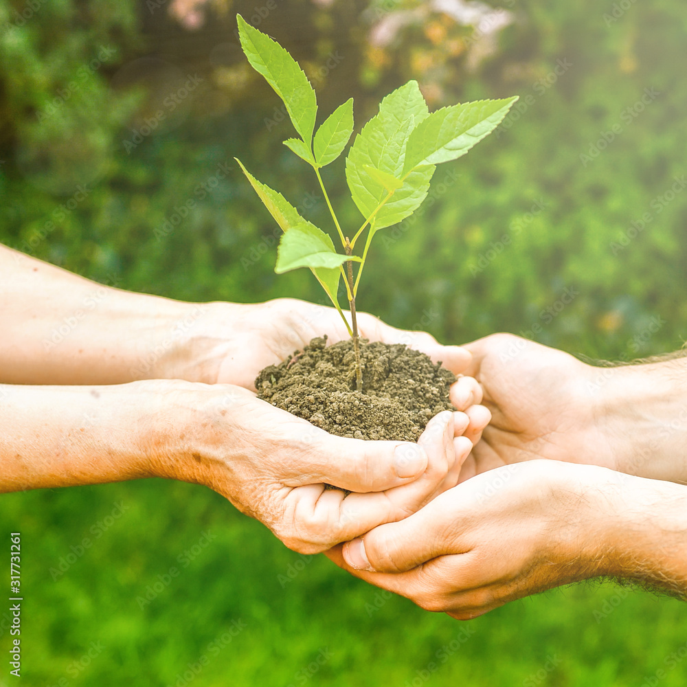 Young and senior hands holding green plant. Elderly woman with wrinkled ...