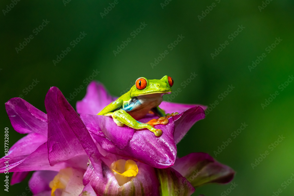 Purple Red Eyed Tree Frog