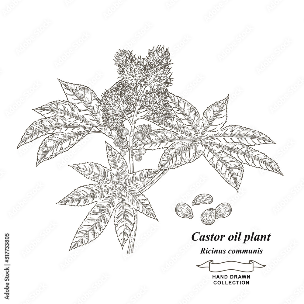 Castor oil plant hand drawn. Leaves and beans of Ricinus communis ...