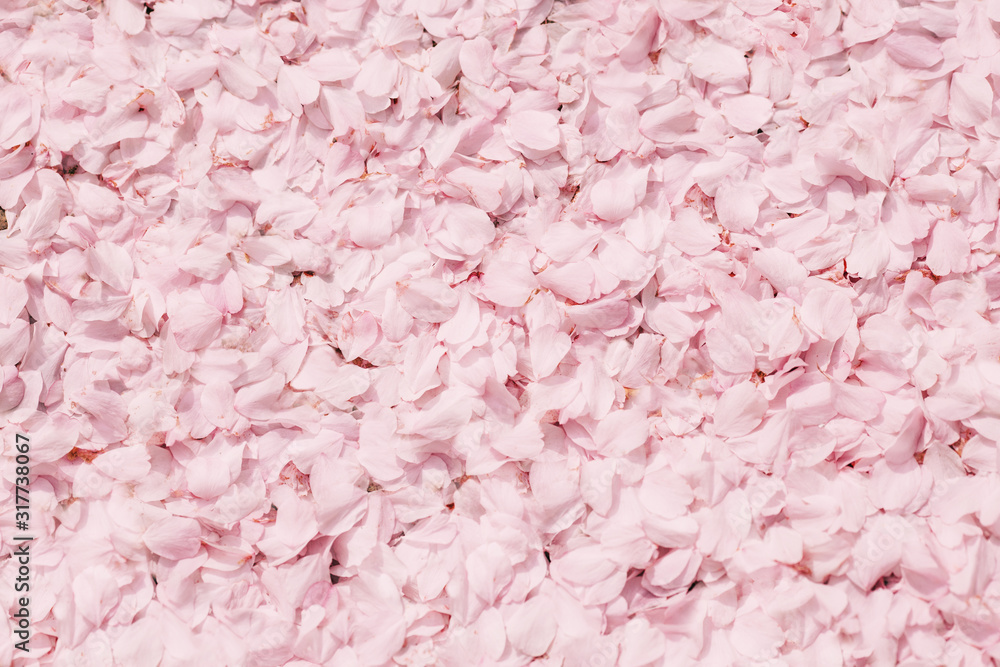 Pink flower petals background texture. Sakura cherry blossom Stock ...